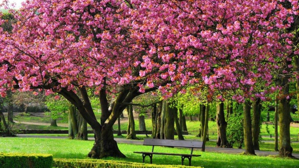 Interpretare vis: cires inflorit ~ Ce Visez?