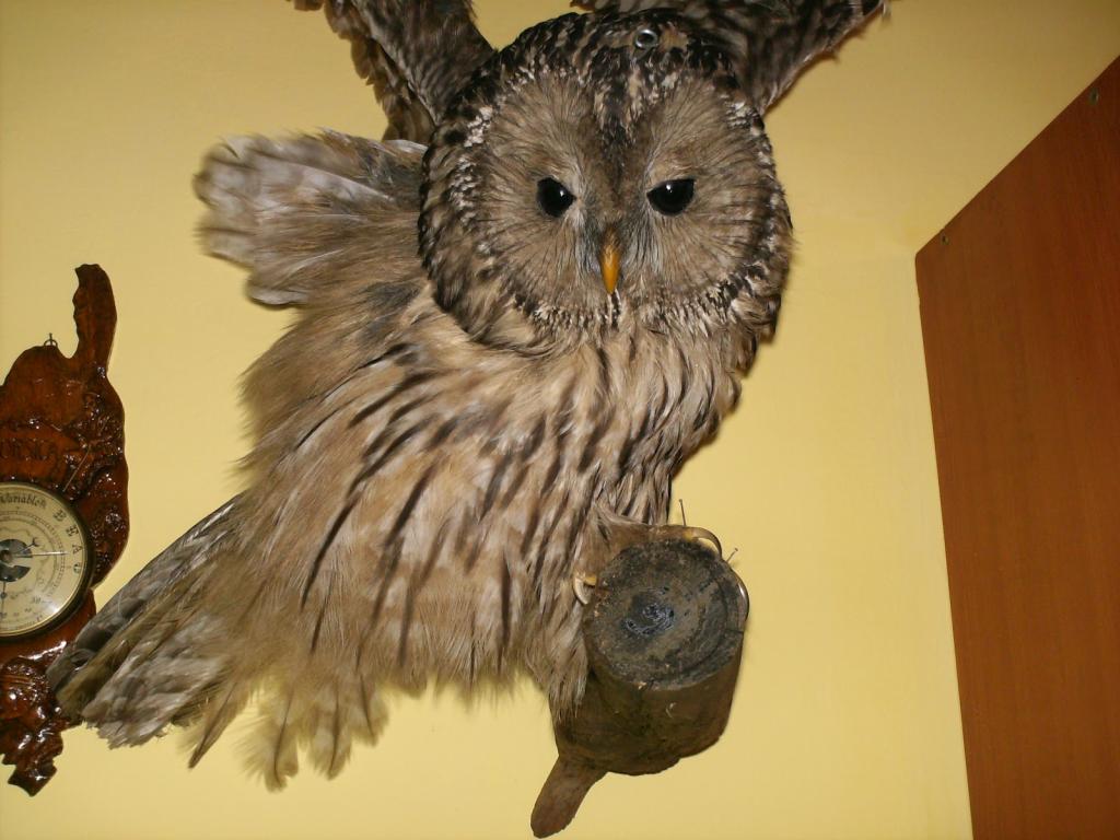 Animal impaiat in vis. Dictionar vise: Animal impaiat. ~ Ce Visez?